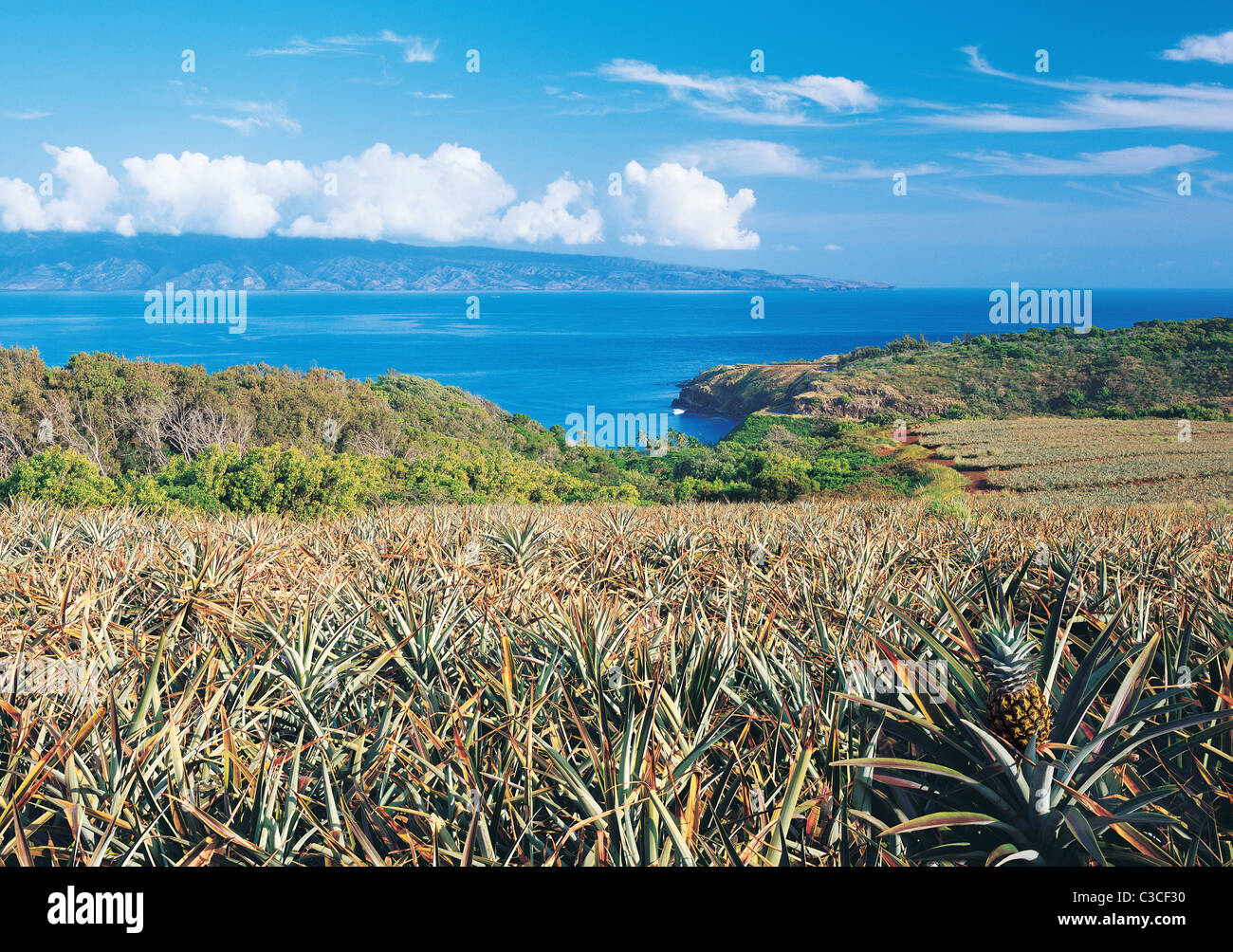Hawaii, Maui, The Valley Island, Honolua, Pine Fields, West Maui Stock ...