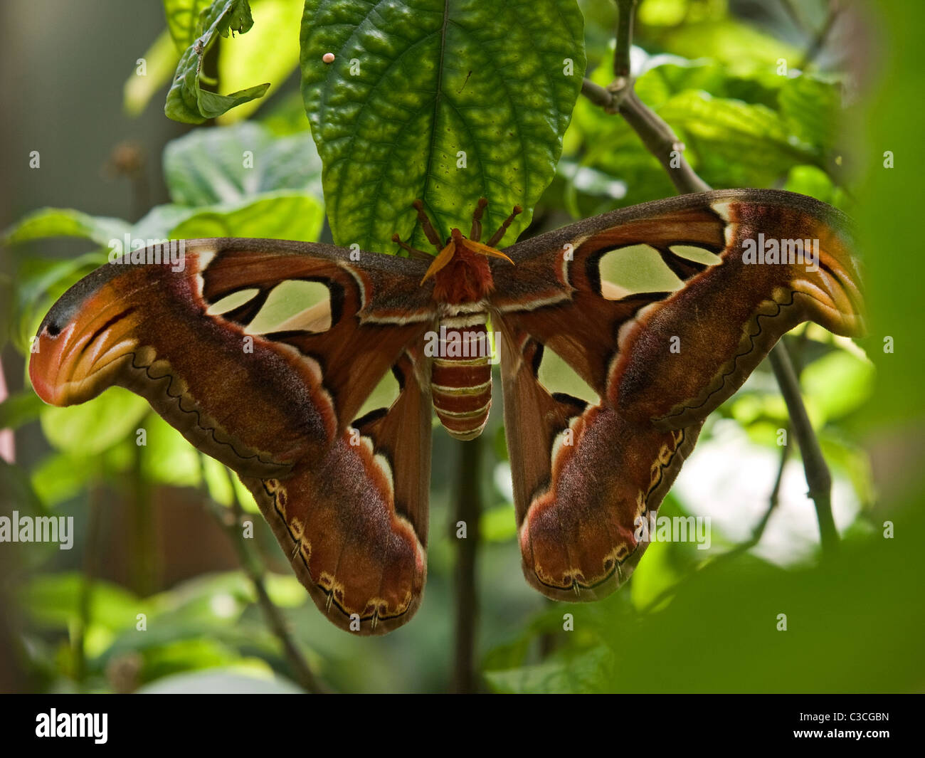 Atlas Moth attached to green leaf Stock Photo - Alamy