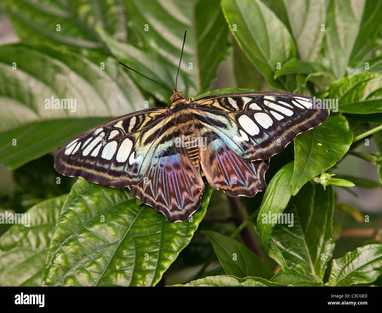 Clipper butterfly hi-res stock photography and images - Alamy