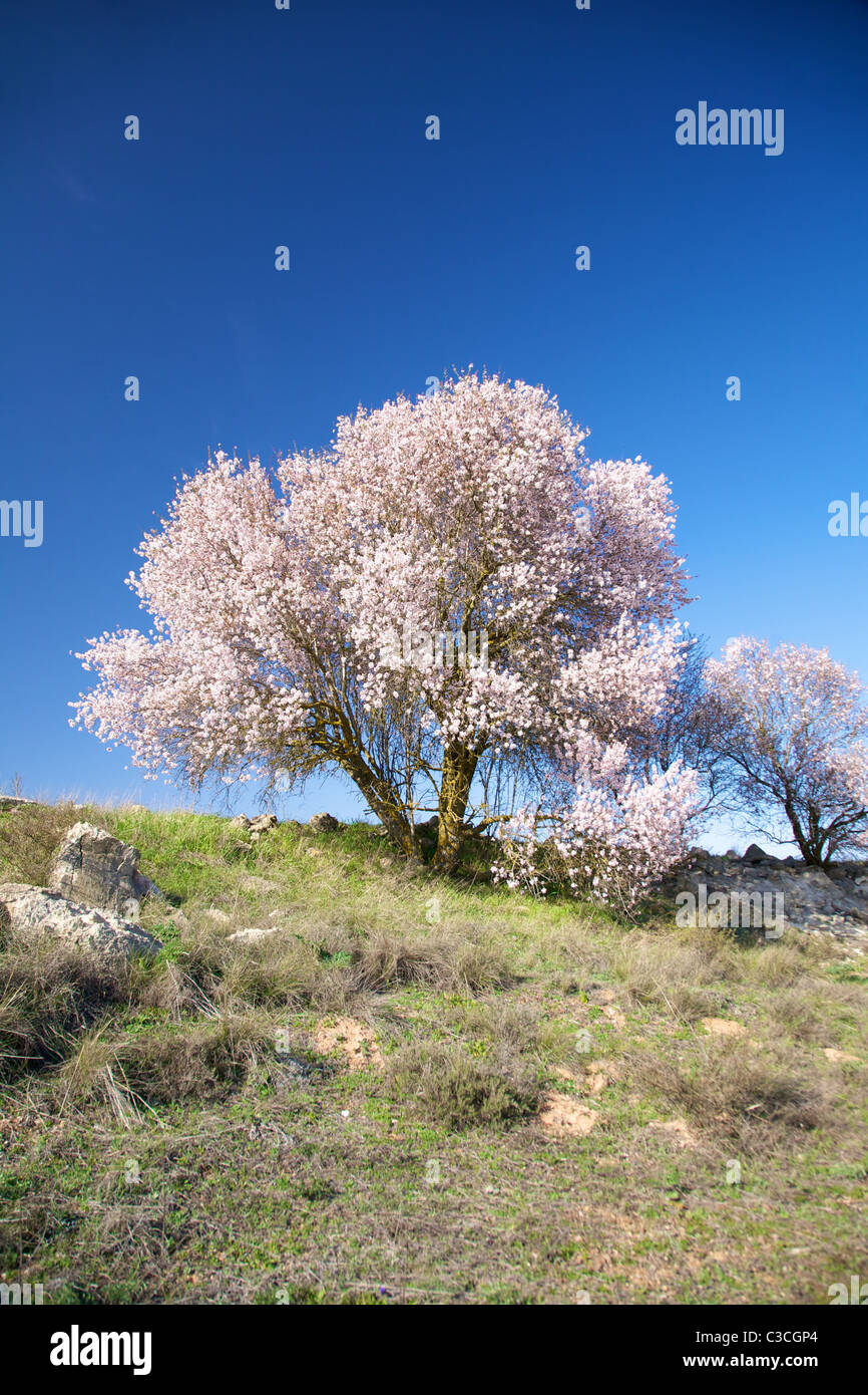 cherry trees flowering at the country in Spain Stock Photo - Alamy