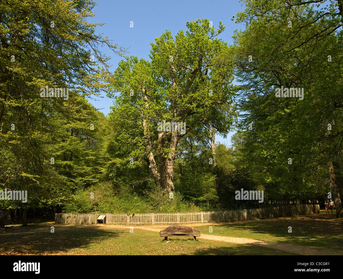 Knightwood oak uk hi-res stock photography and images - Alamy