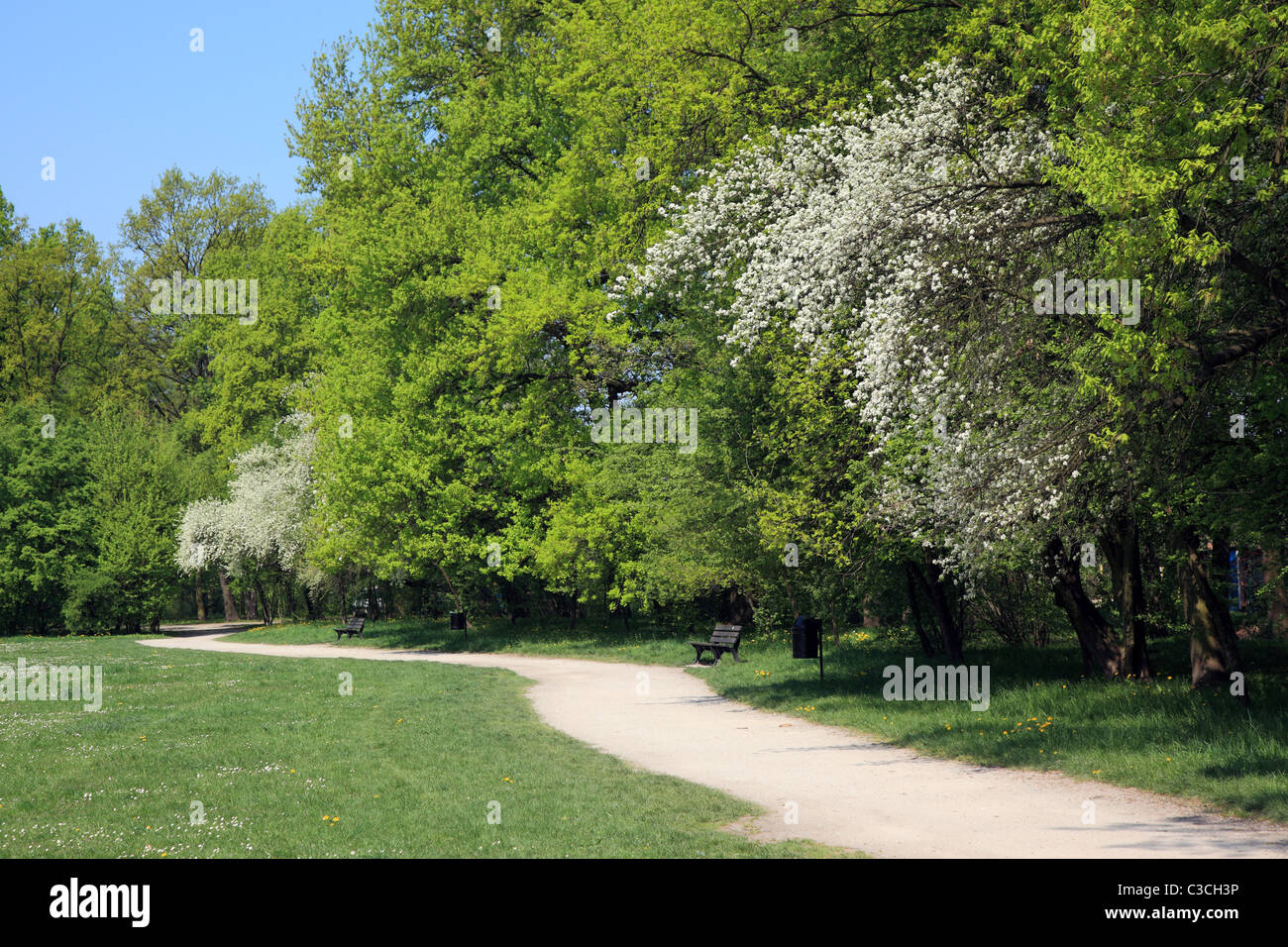 Pathway through the spring park Stock Photo - Alamy