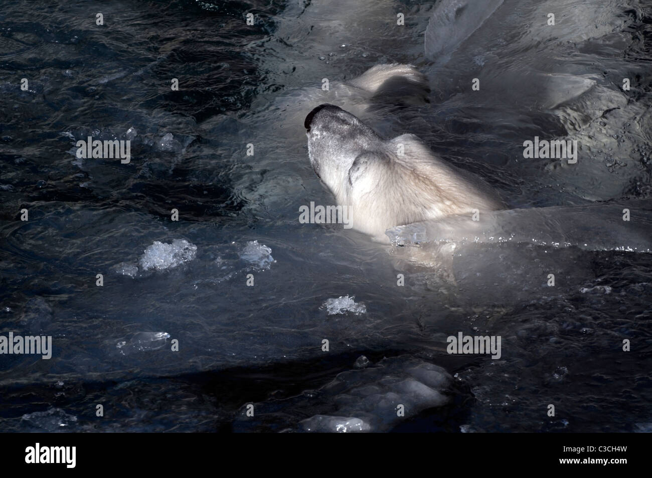 Drowning bear hi-res stock photography and images - Alamy