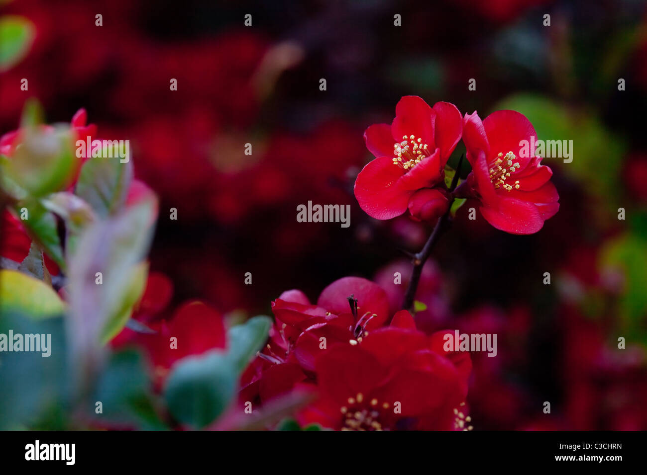 red spring flowers Stock Photo - Alamy