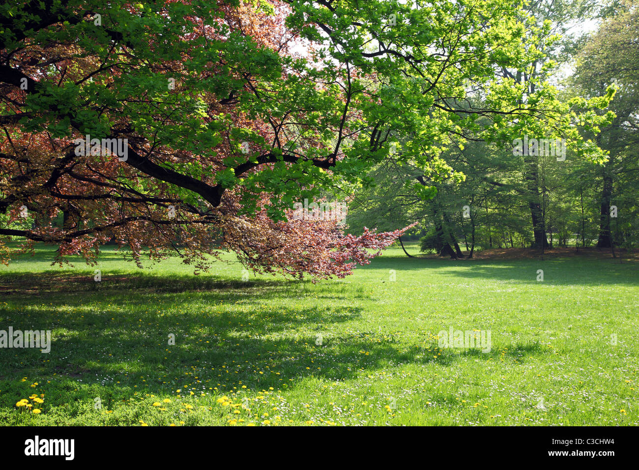 Spring in the park Stock Photo - Alamy