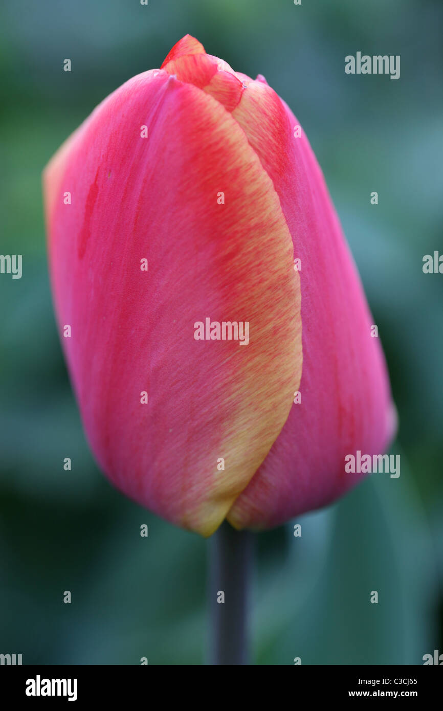 tulips in flower Stock Photo - Alamy