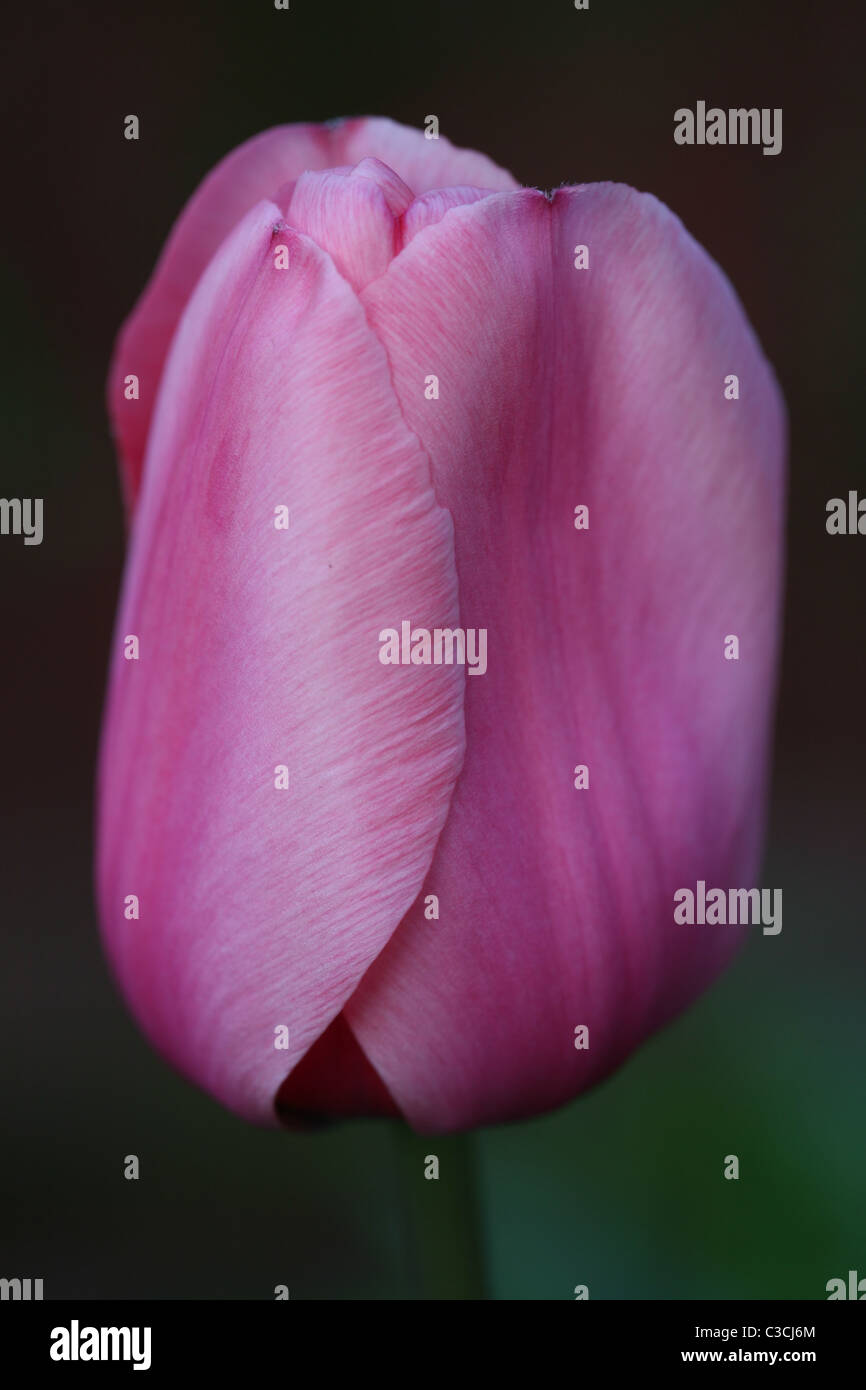tulips in flower Stock Photo - Alamy