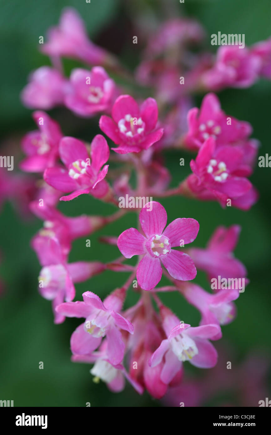 Ribes stem hi-res stock photography and images - Alamy