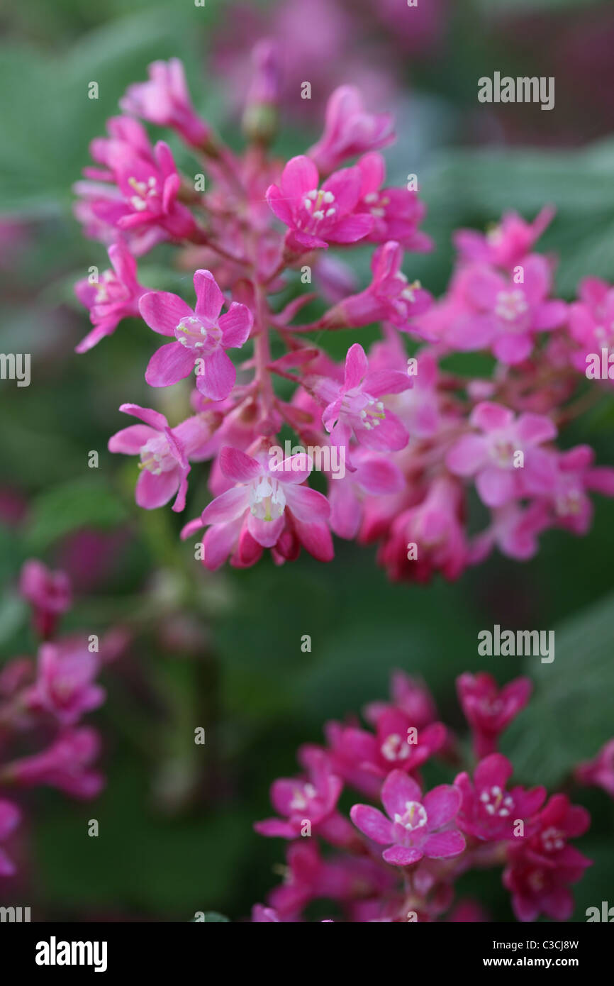 Ribes stem hi-res stock photography and images - Alamy