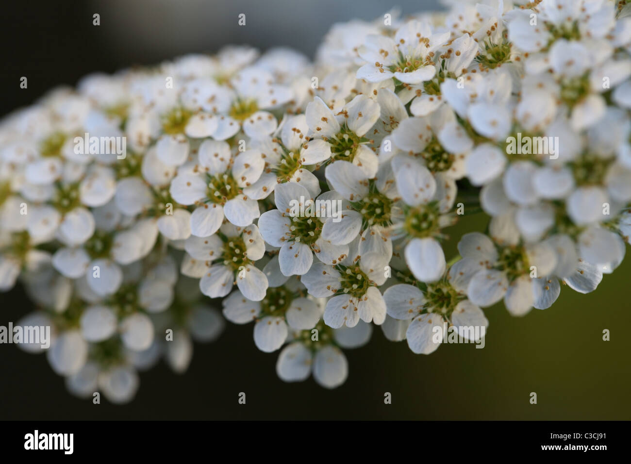 spirea flowering in spring Stock Photo - Alamy