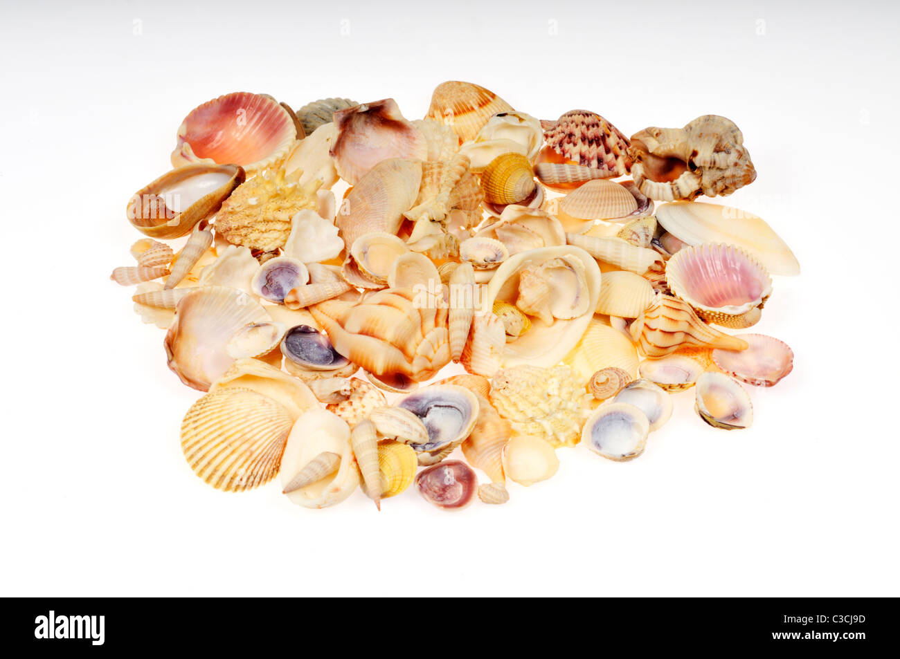 Pile of many different kinds of seashells isolated on white background ...