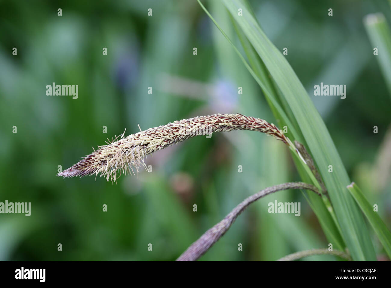 Ornamental grass seed heads hi-res stock photography and images - Alamy