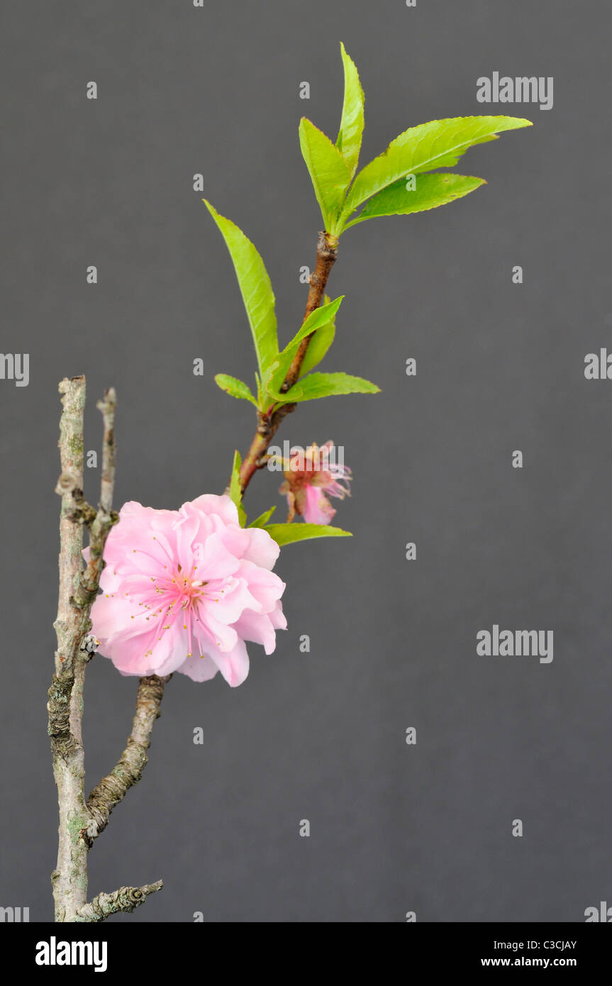 Double blossom hi-res stock photography and images - Alamy