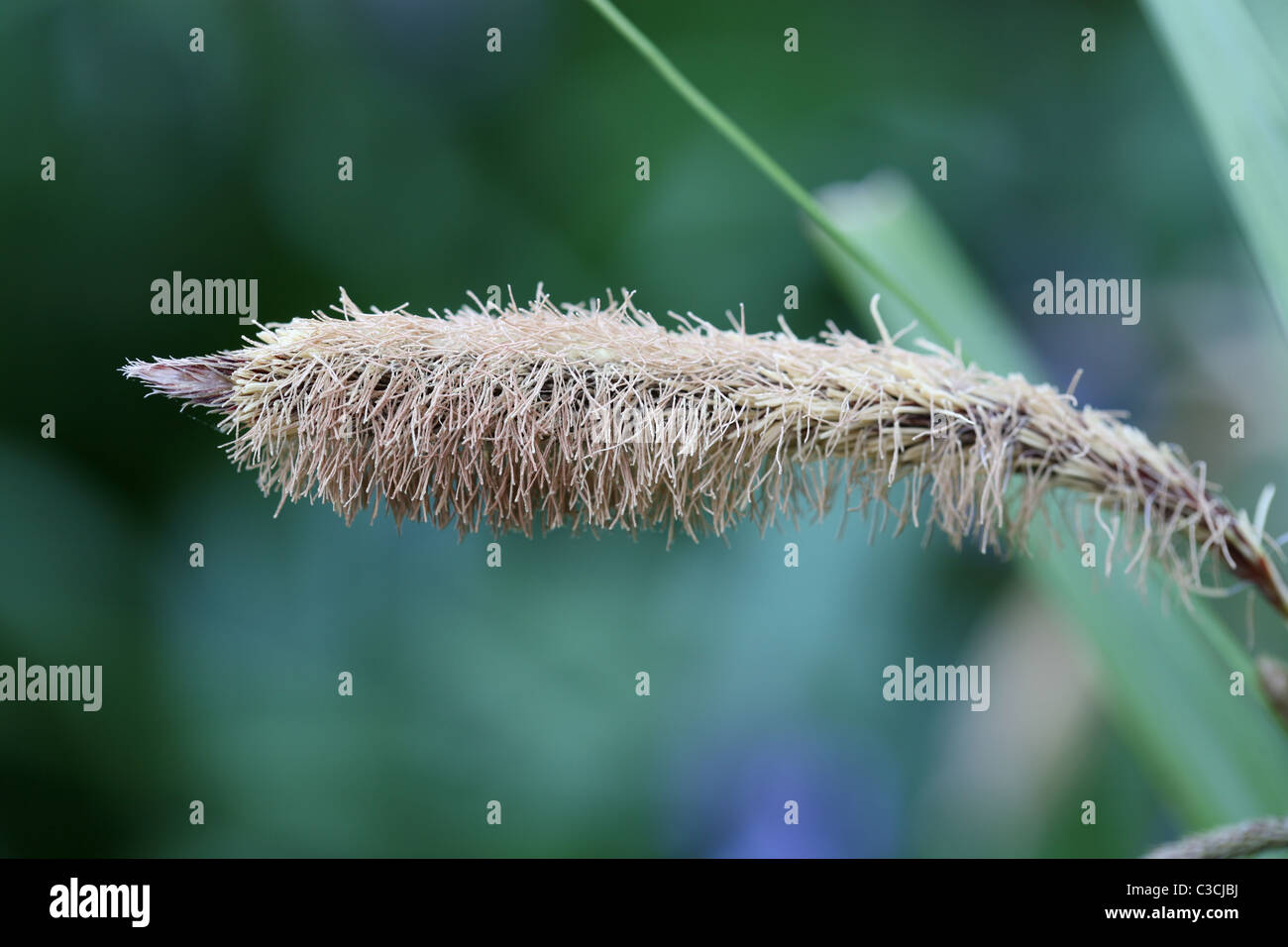 Ornamental grass seed heads hi-res stock photography and images - Alamy