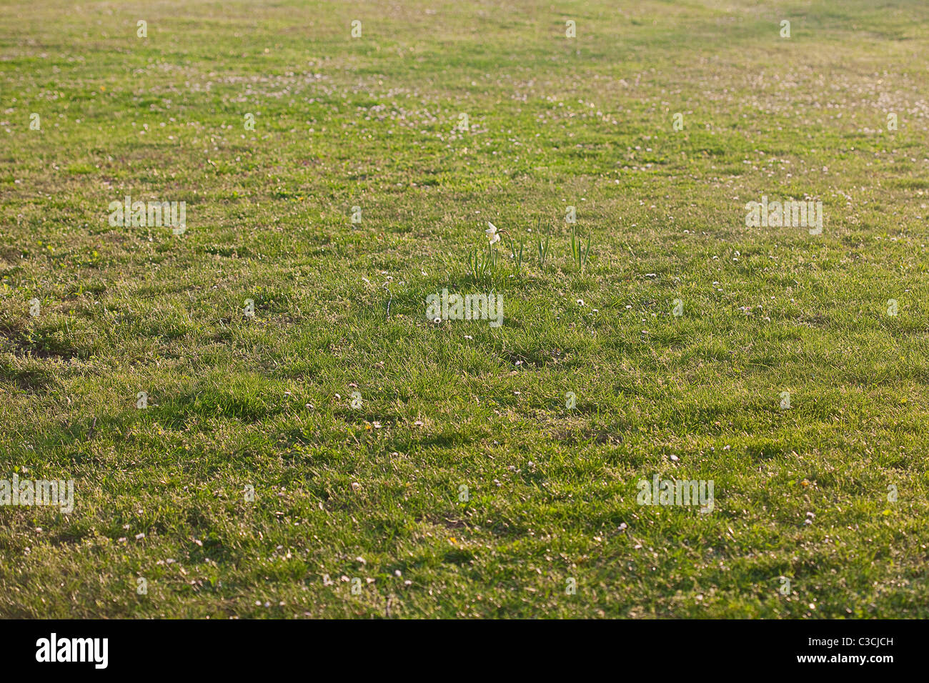 background of spring green grass Stock Photo - Alamy