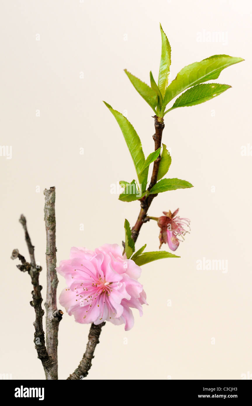 Closeup of a branch of a peach tree showing a double blossom Stock ...
