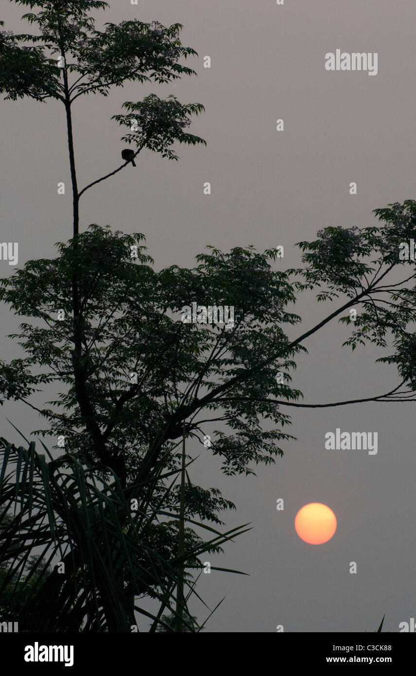 Sunrise in the Chitwan National Park in the subtropical Terai country ...