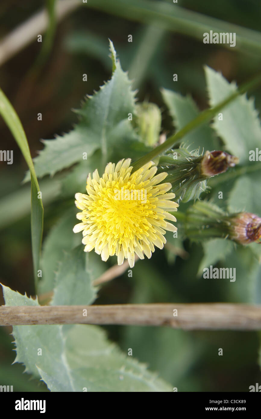 smooth sow-thistle in field. Worksop, Notts, England Sonchus oleraceus ...
