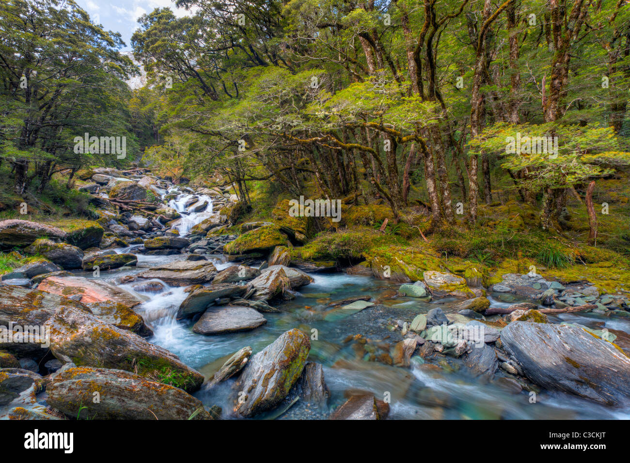 Stream at beech forest hi-res stock photography and images - Alamy