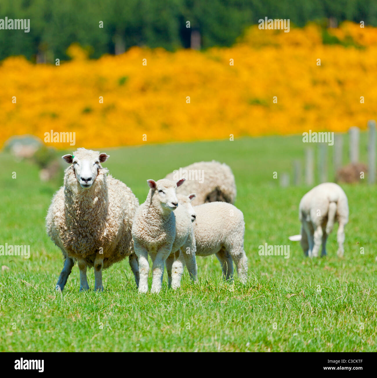 Sheep grazing farm landscape hi-res stock photography and images - Alamy
