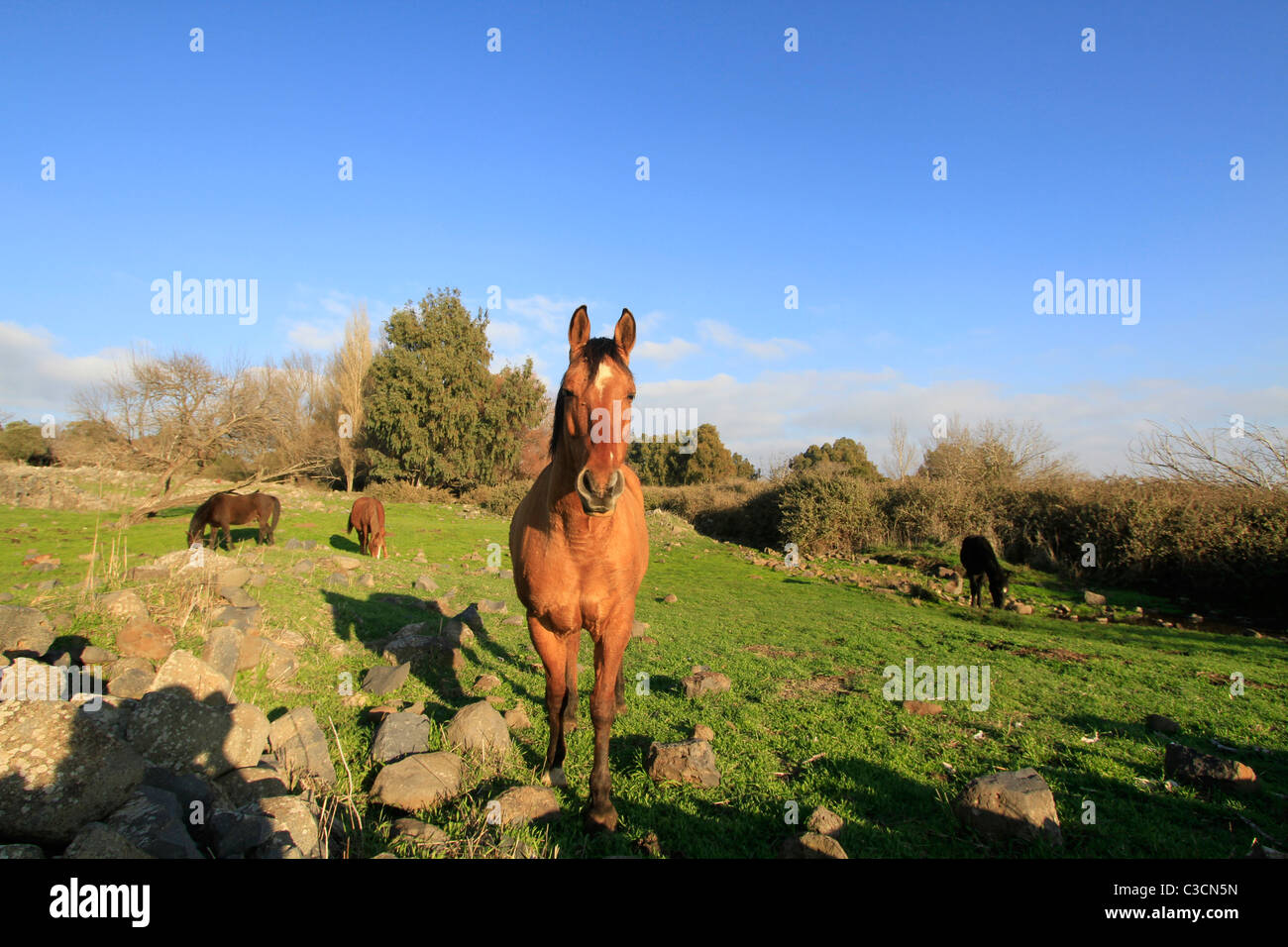 Meadow heights hi-res stock photography and images - Alamy