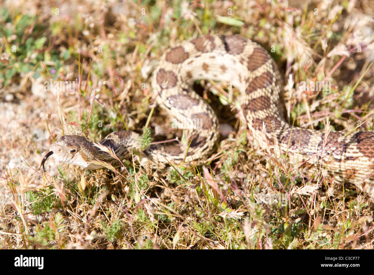 Pacific Gopher Snake (Pituophis catenifer catenifer) in grass ...
