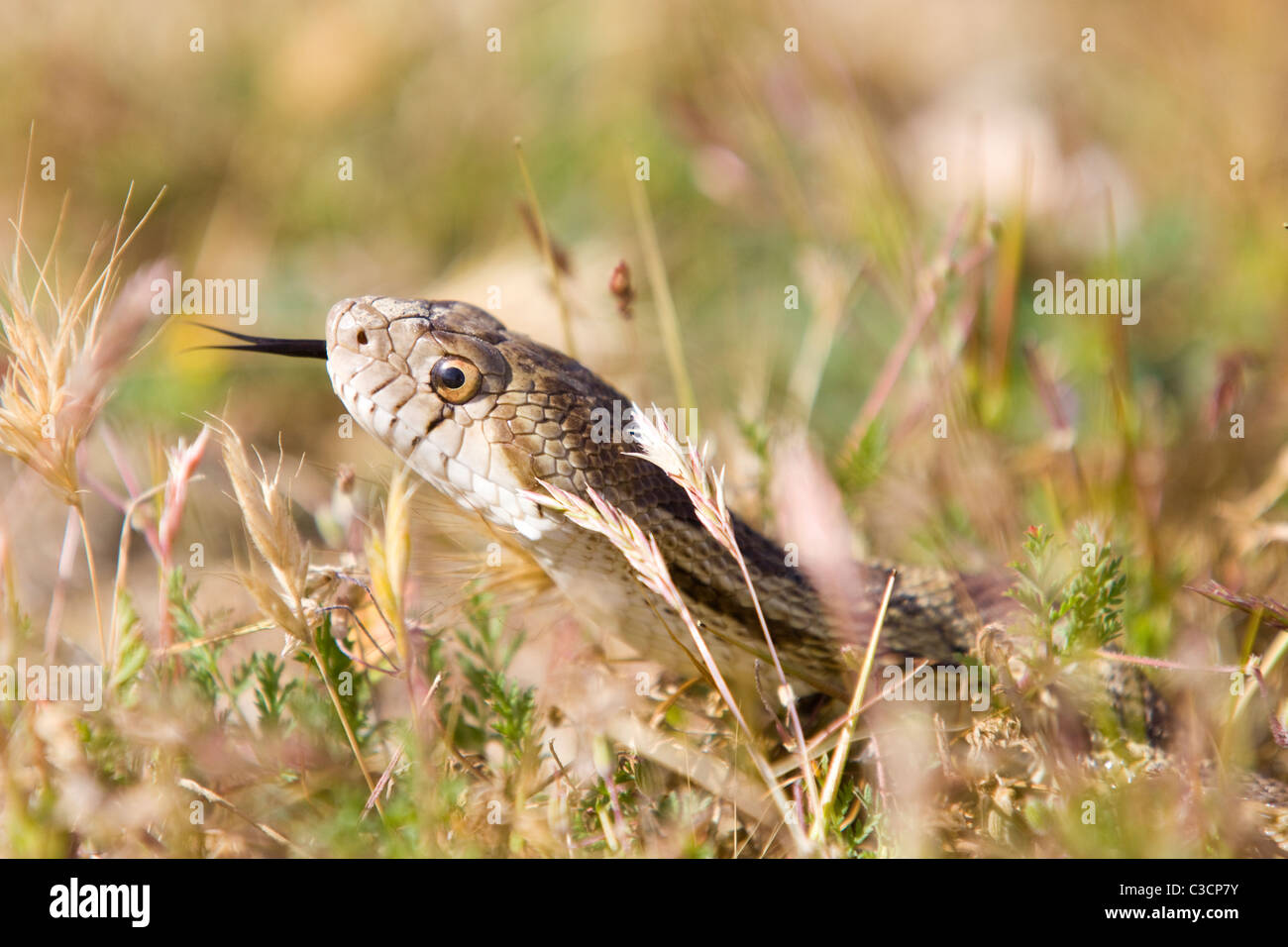 Pacific Gopher Snake (Pituophis catenifer catenifer) in grass ...
