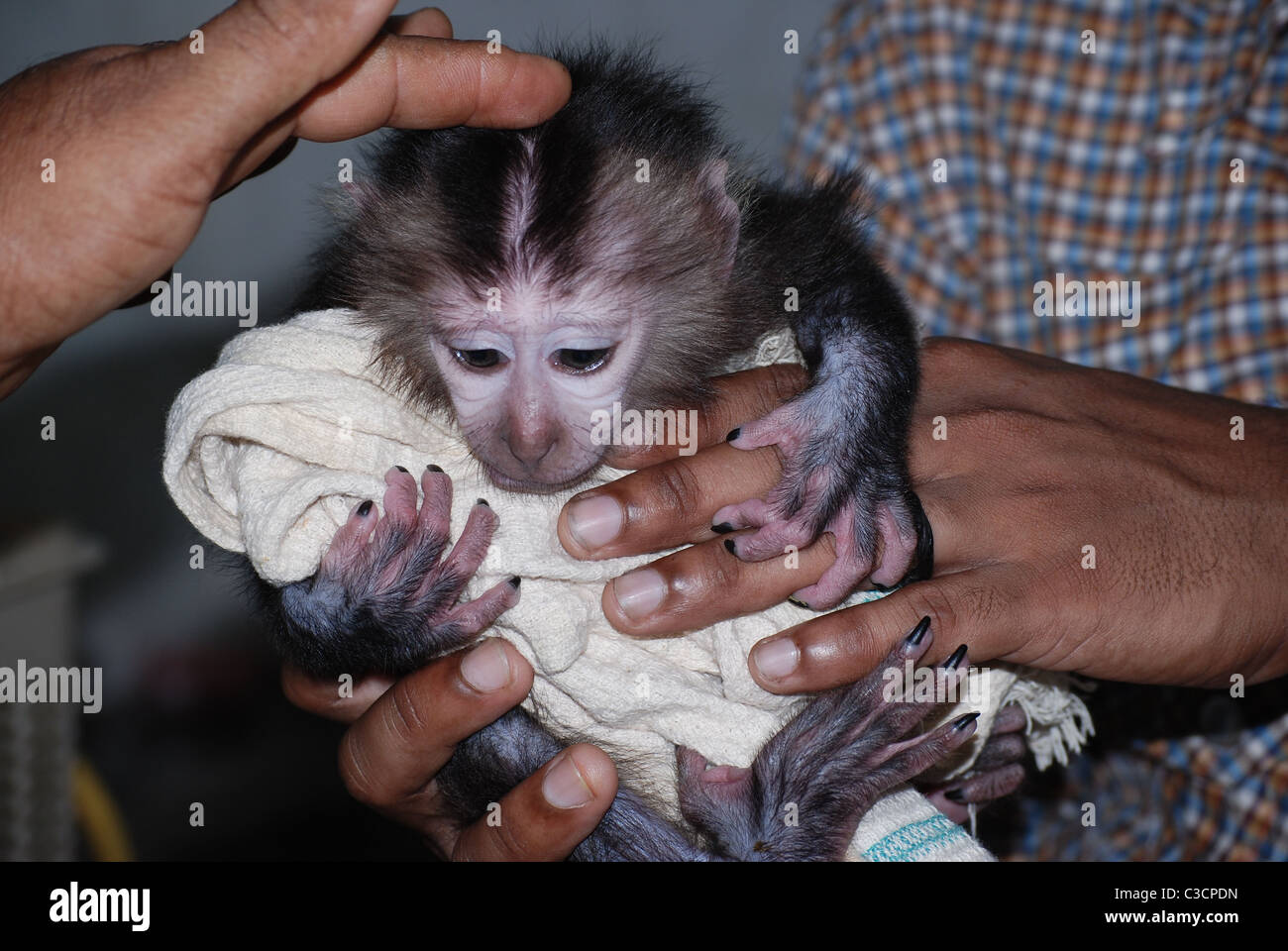 holding baby monkey in a vetenary hospital Stock Photo - Alamy