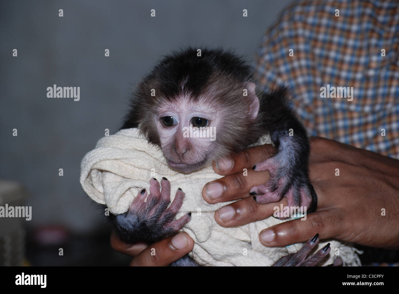 caring of baby monkey in a vetenary hospital Stock Photo - Alamy