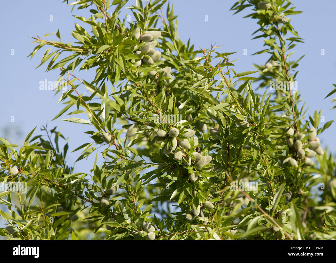 Almond tree hi-res stock photography and images - Alamy