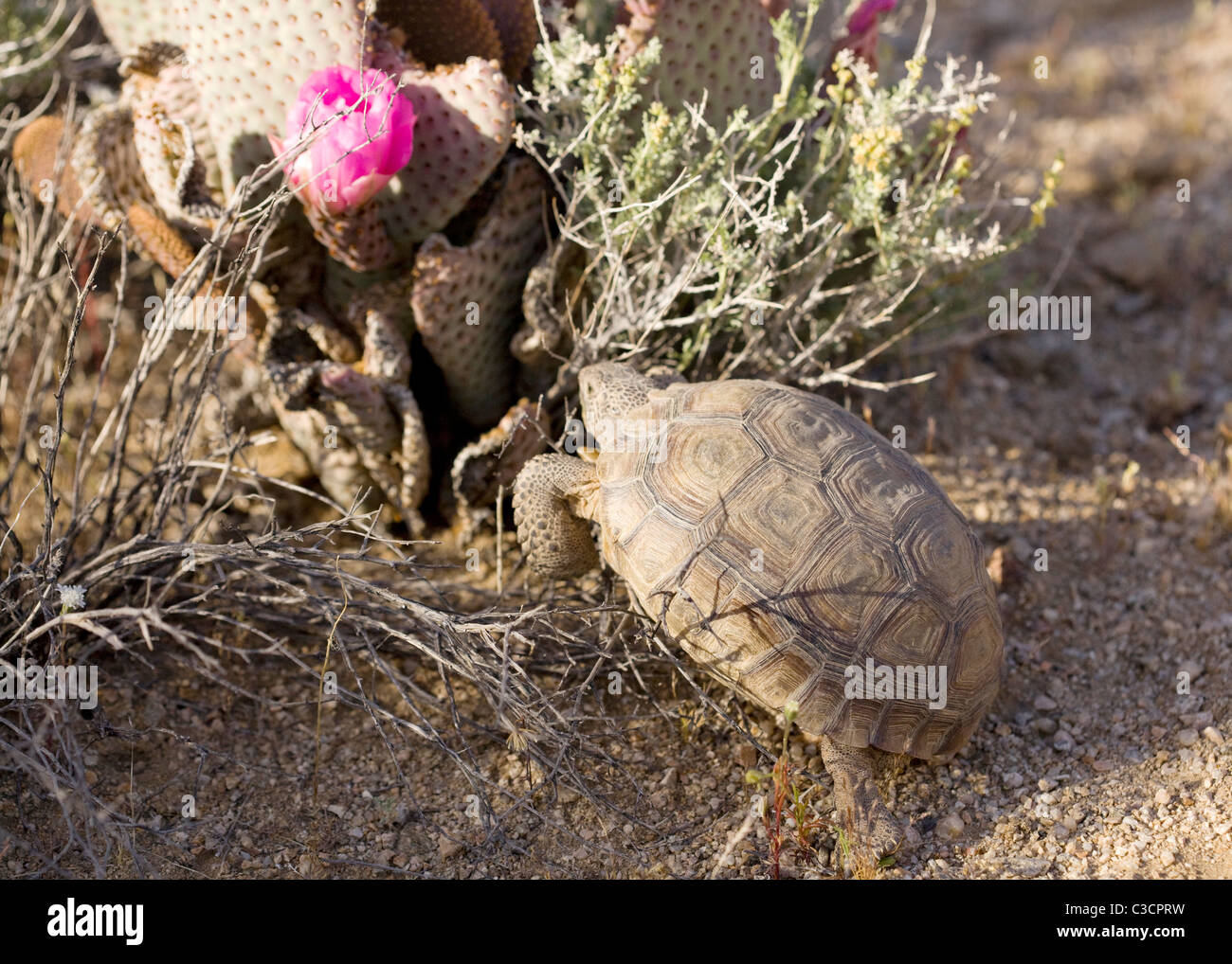 Tortoise eat High Resolution Stock Photography and Images - Alamy