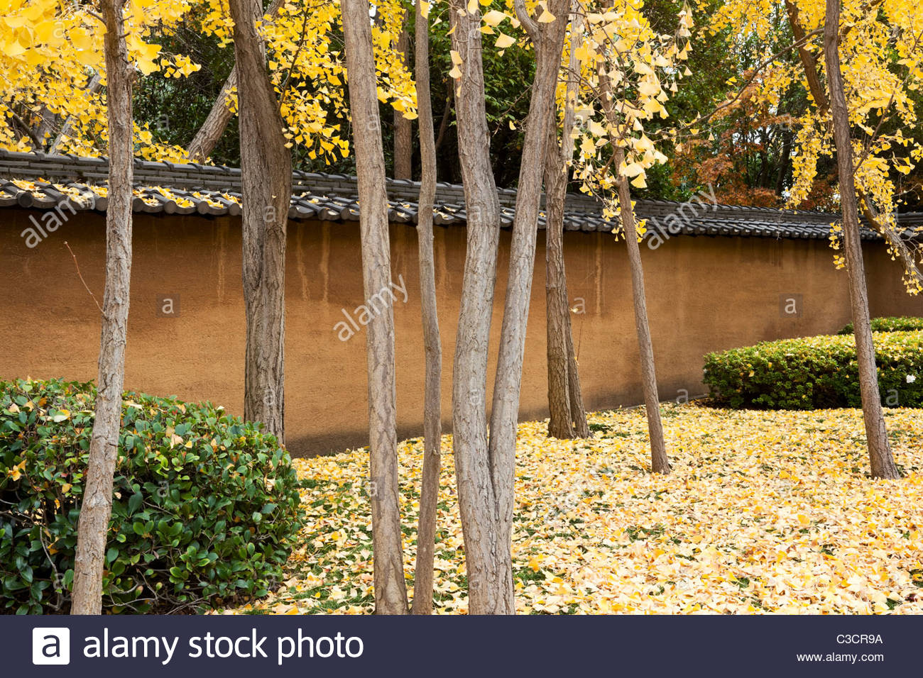 Japanese Topiary High Resolution Stock Photography and Images - Alamy