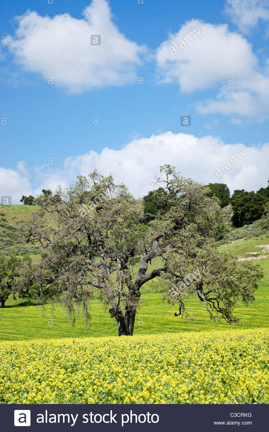 Oak Tree Flowers High Resolution Stock Photography and Images - Alamy