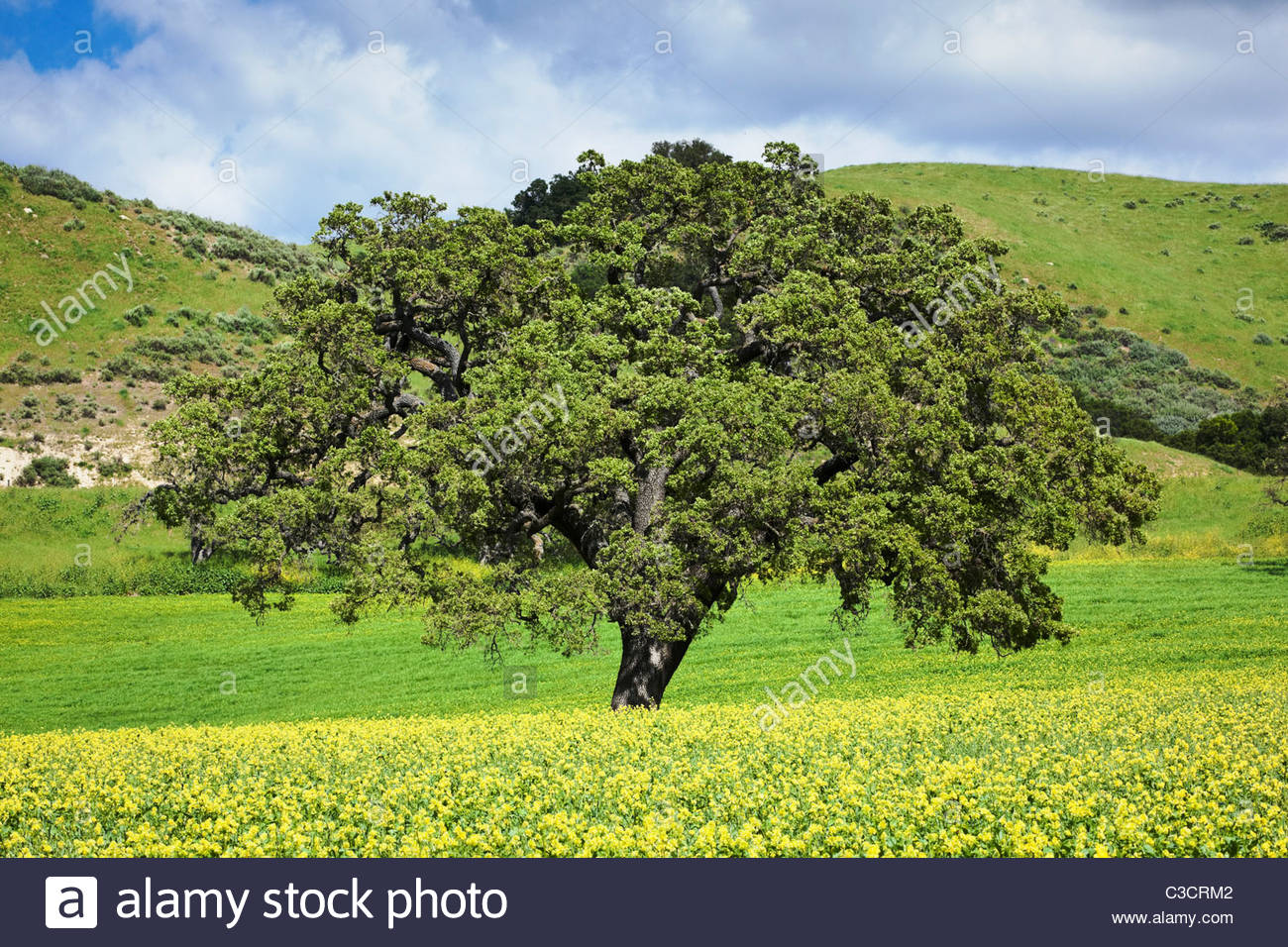 Mustard Tree High Resolution Stock Photography And Images Alamy