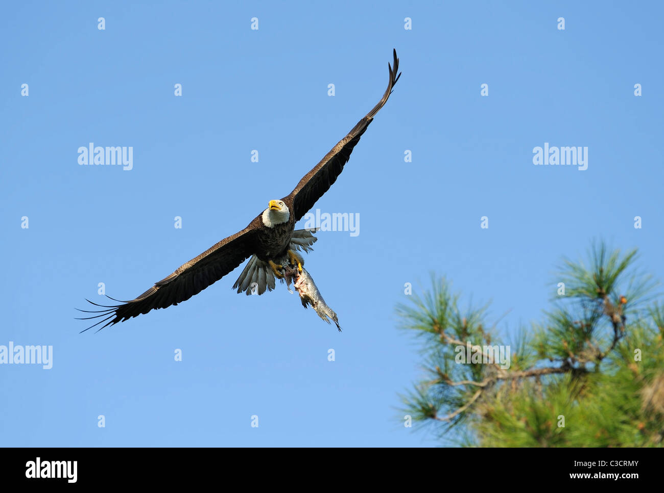 Eagle with talons outstretched hi-res stock photography and images - Alamy