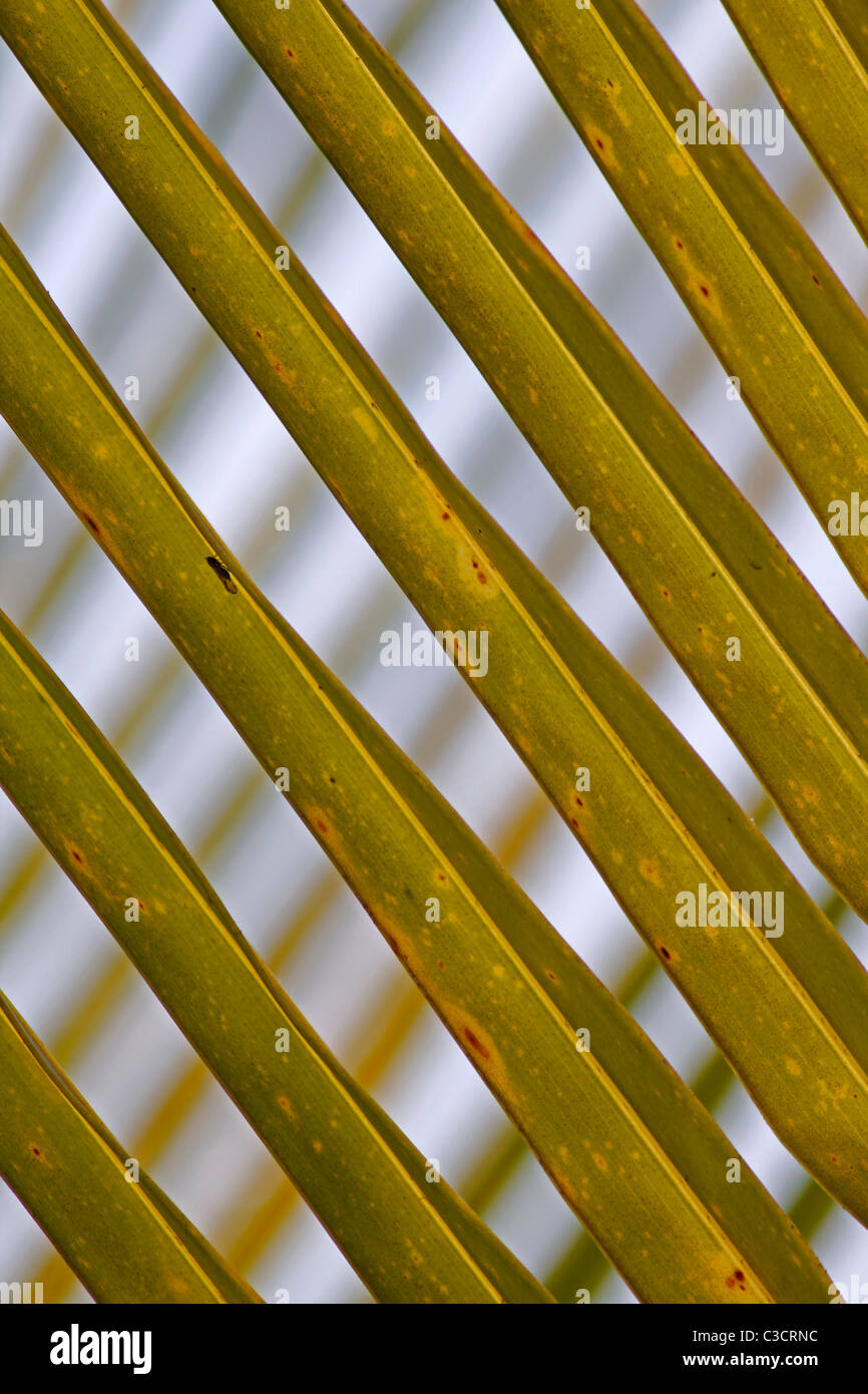 Close up of green coconut palm tree leaf Stock Photo - Alamy