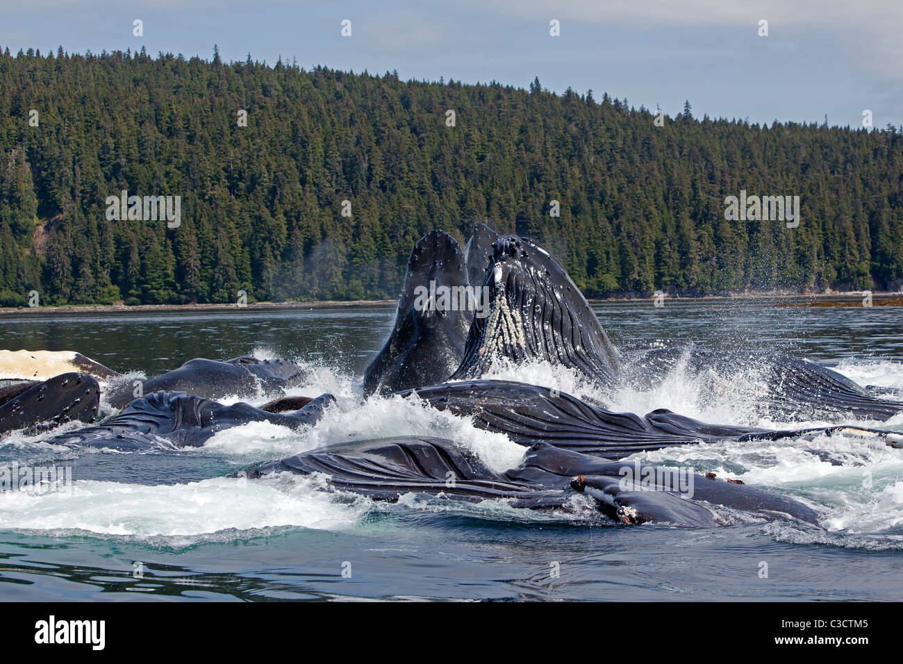 Humpback whale hunting bubble hi-res stock photography and images - Alamy