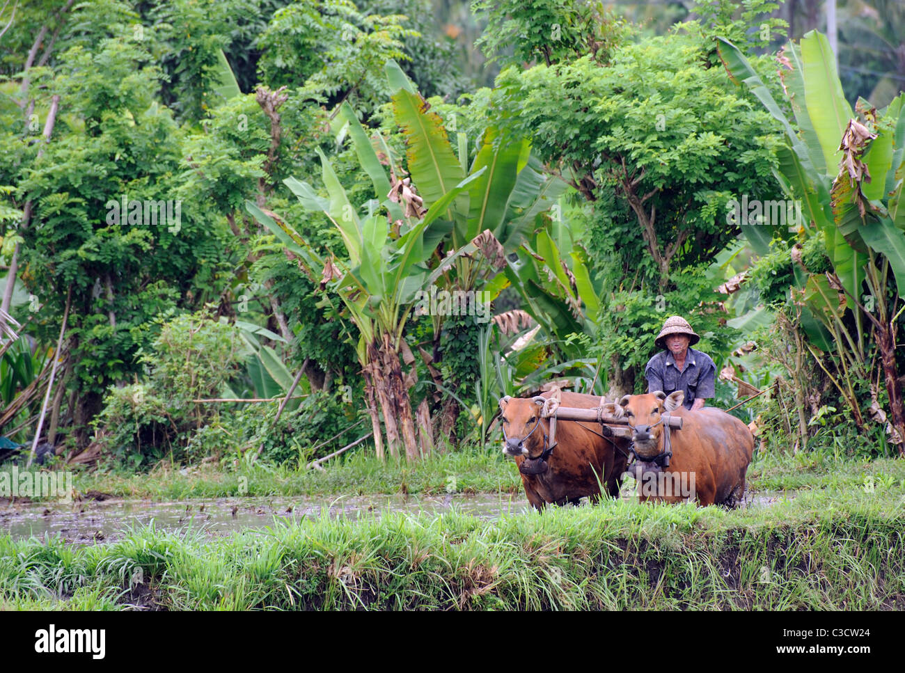 Using cattle to pull a plough hi-res stock photography and images - Alamy