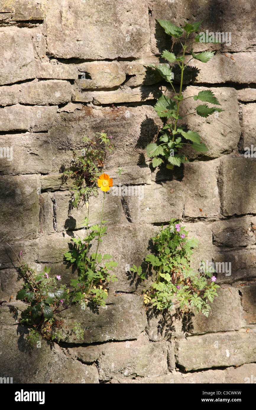 Stone wall flowers hi-res stock photography and images - Alamy