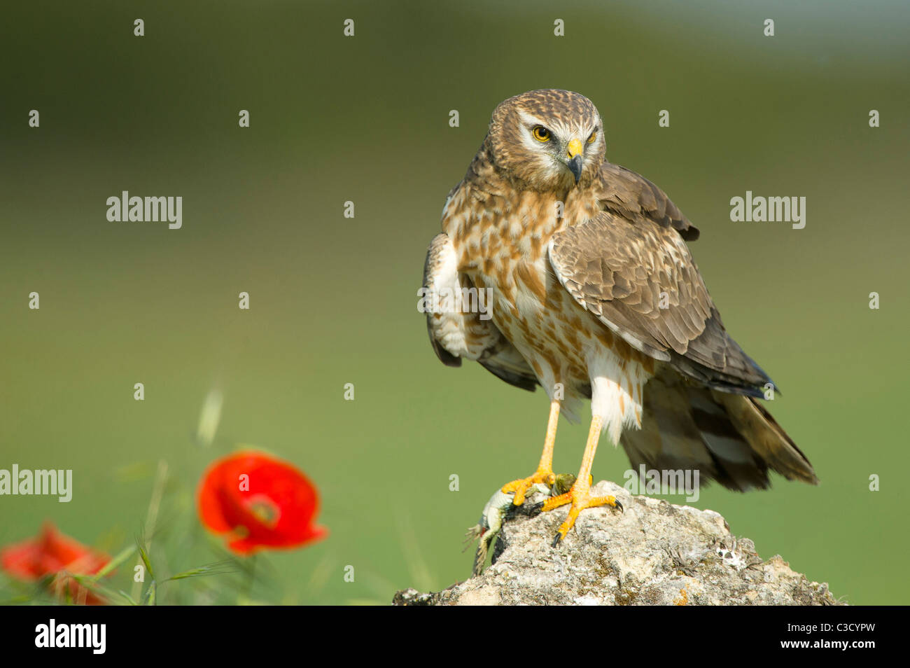 Montagus Harrier (Circus pygargus), adult female standing on a rock ...