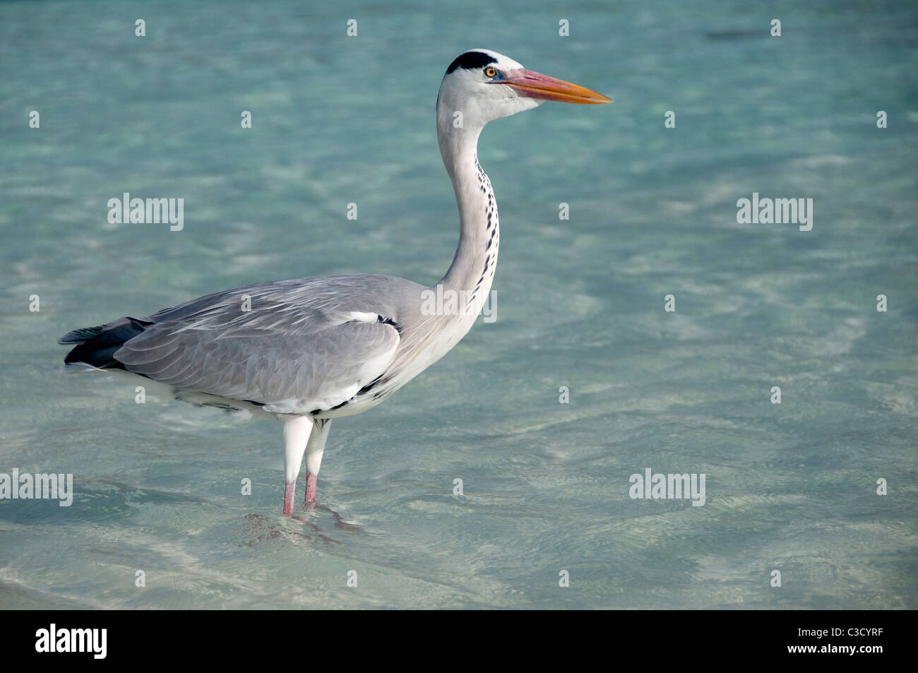 Bird standing in a lagoon in Maldives, Indian Ocean Stock Photo - Alamy