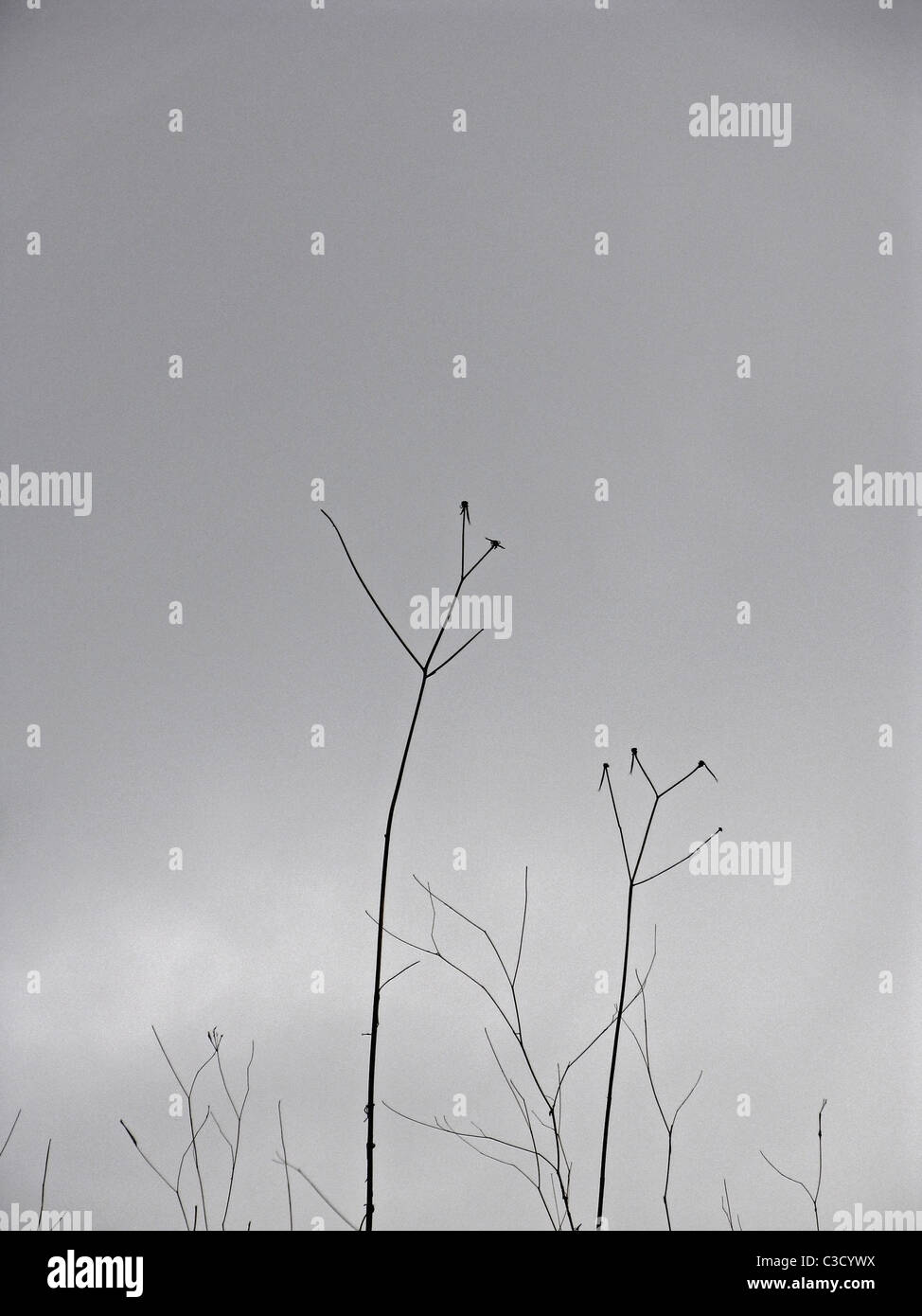 A dry, bush Stock Photo - Alamy