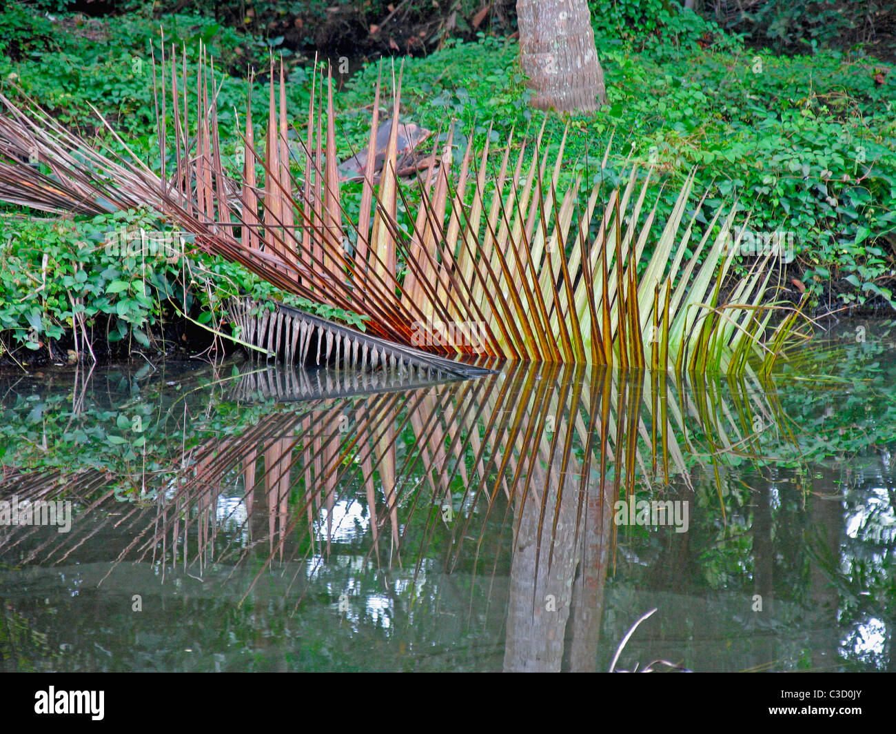 palm fronds, Cocos nucifera, Coconut in water Stock Photo - Alamy