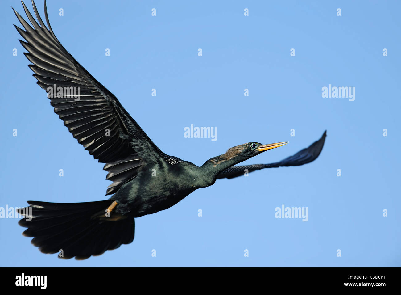 Metallic sheen plumage hi-res stock photography and images - Alamy