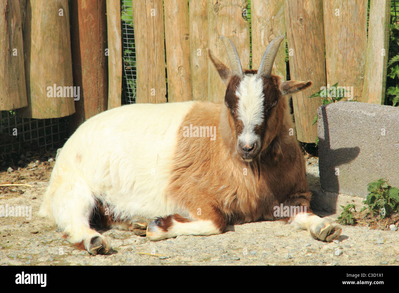 Goat lying in the sun Stock Photo - Alamy