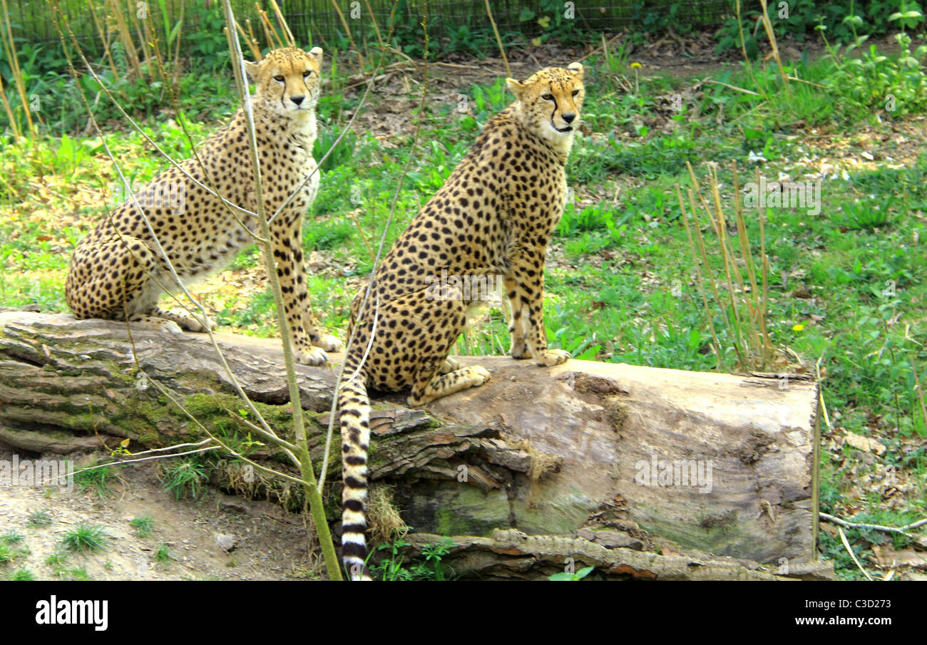 Cheetahs sitting log hi-res stock photography and images - Alamy