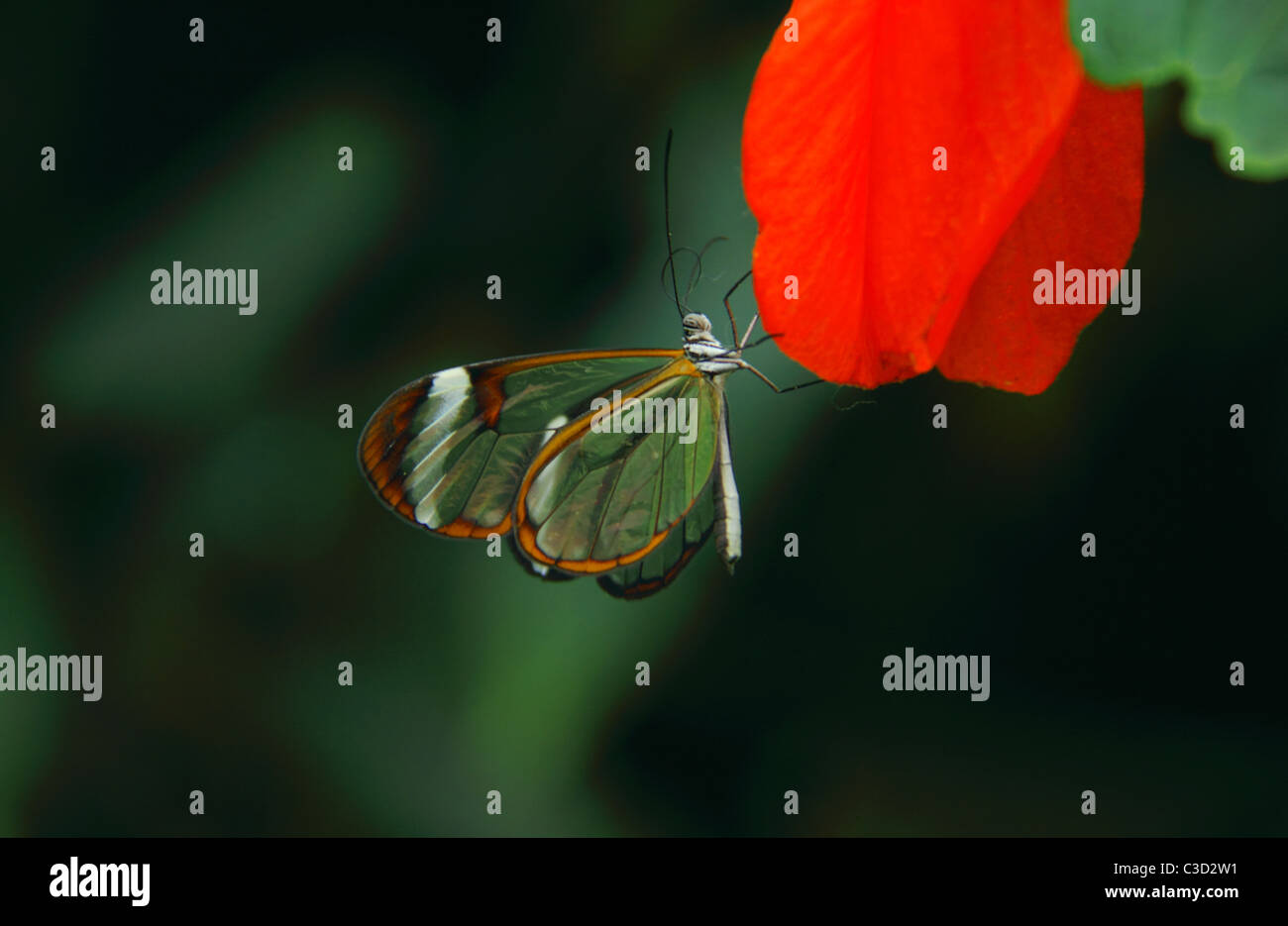 Glasswing caterpillar hi-res stock photography and images - Alamy