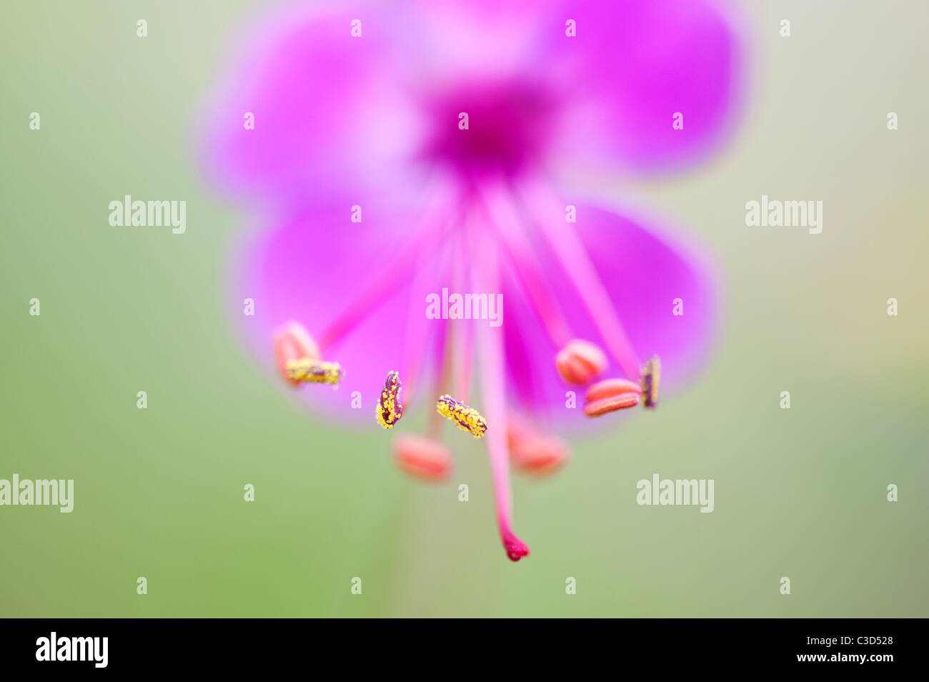 Pink Geranium flower with long stamens and anthers covered in pollen ...