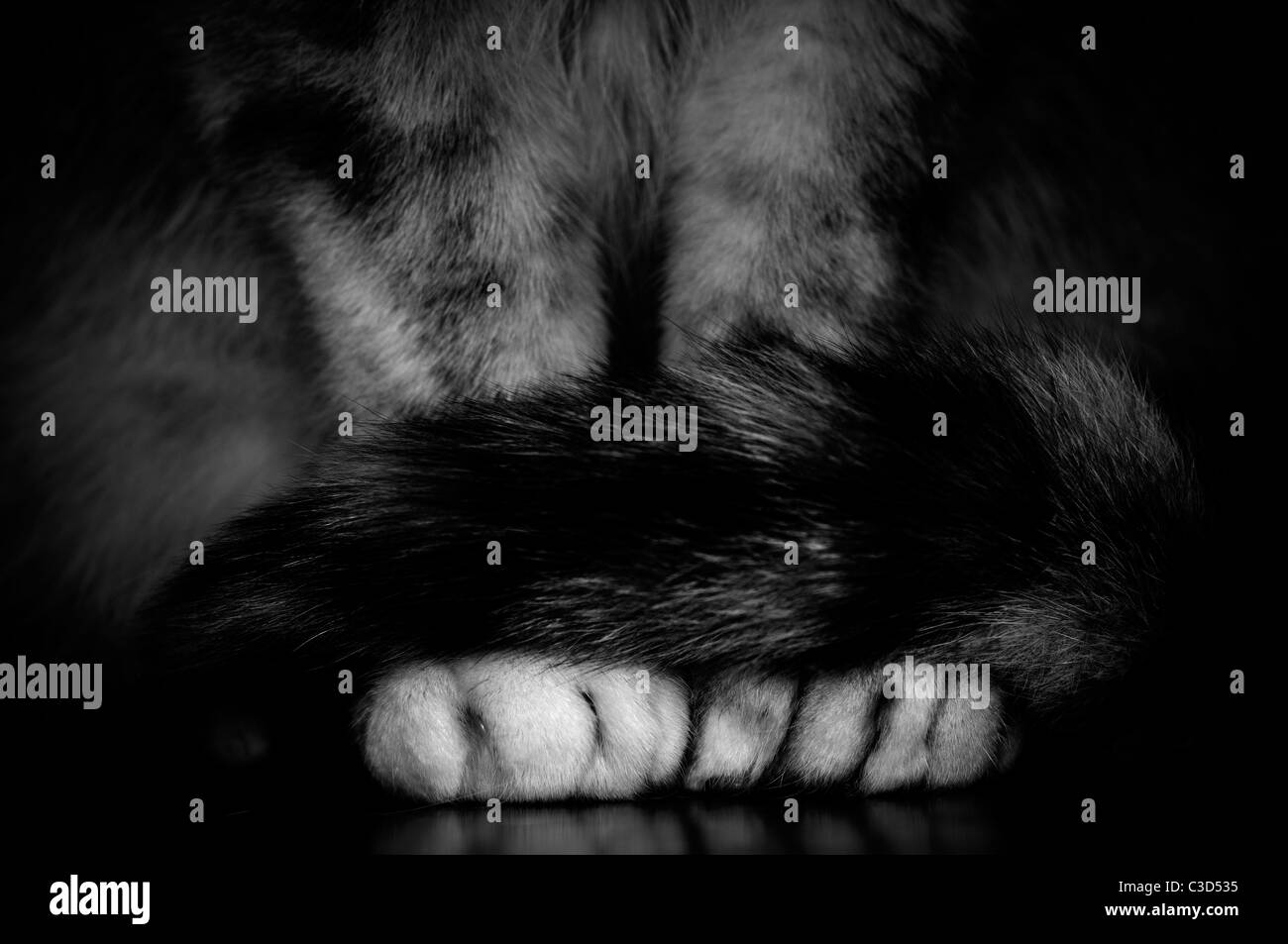 Cat with tail up hi-res stock photography and images - Alamy