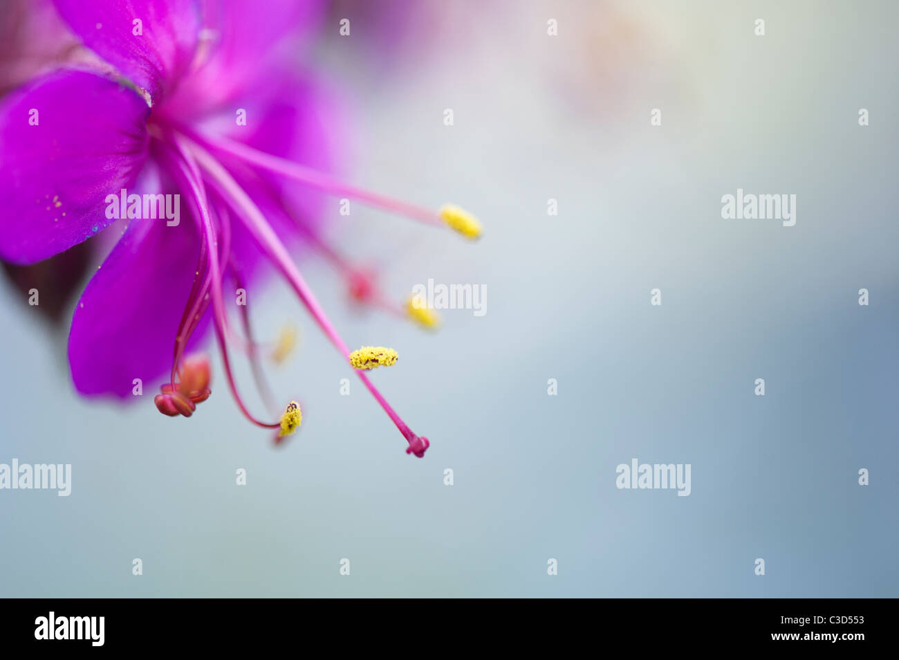 Long stamens hi-res stock photography and images - Alamy